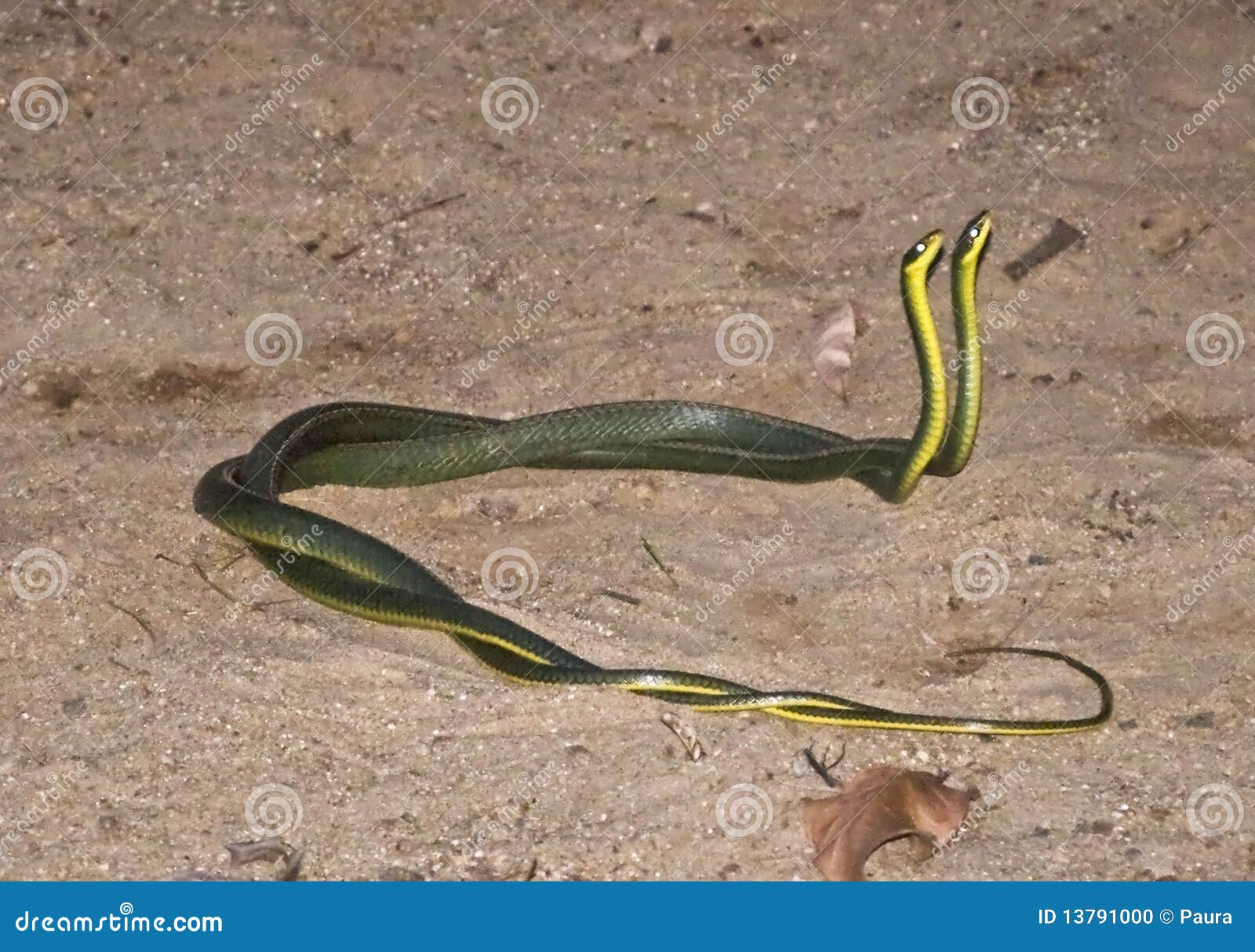 Slangen in Liefde stock foto. Image of camouflage, gedrag - 13791000