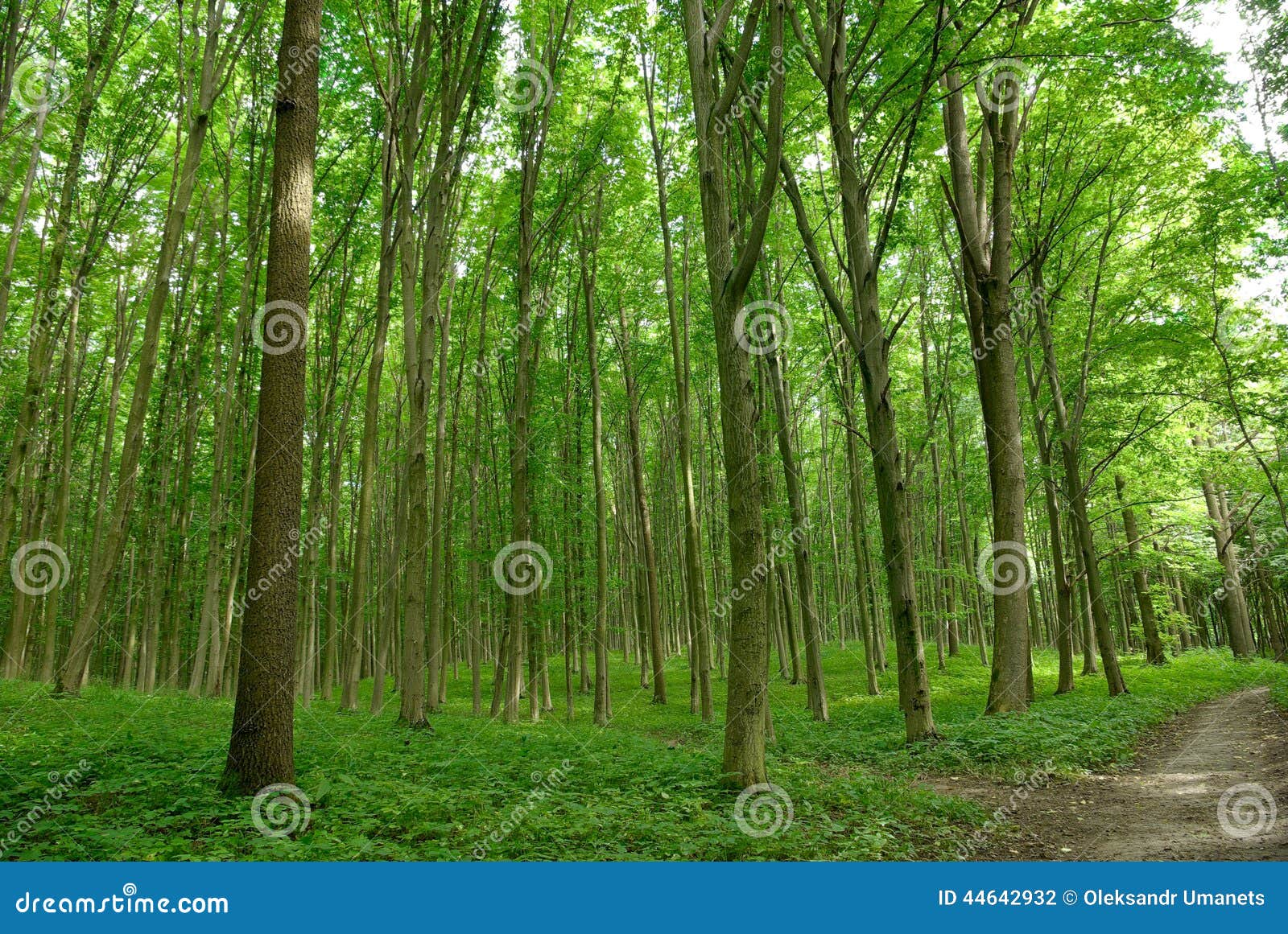 Slanke Bomen in Jonge Bos Groen in De Zomer Stock Foto - Image of ...