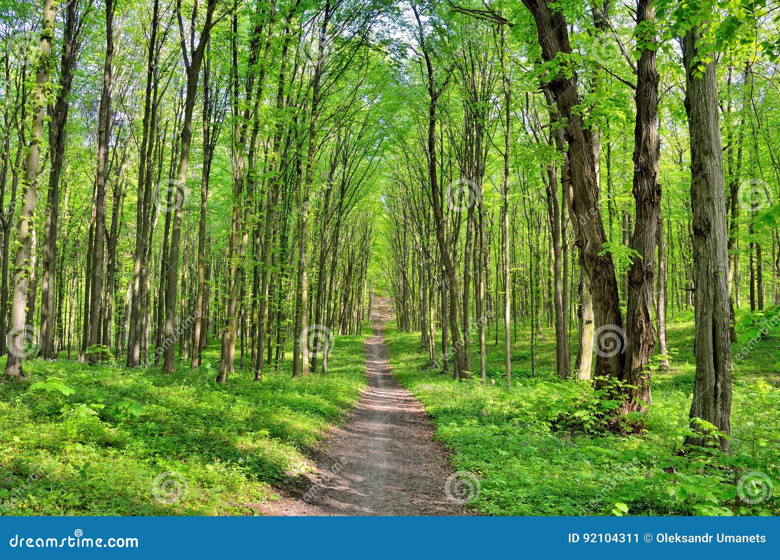 Slanke Bomen in Jonge Bos Groen in De Zomer Stock Afbeelding - Image of ...