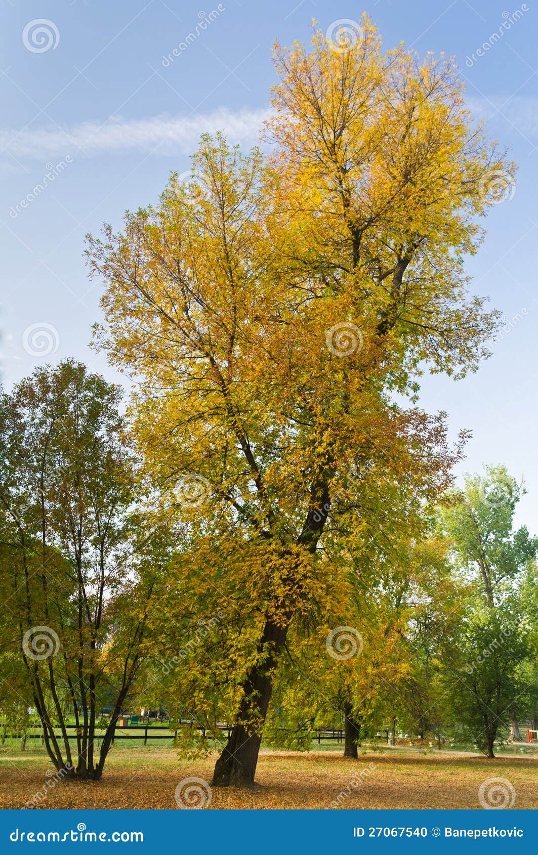 Slant Tree with Yellow Autumn Coat Stock Photo - Image of foliage ...