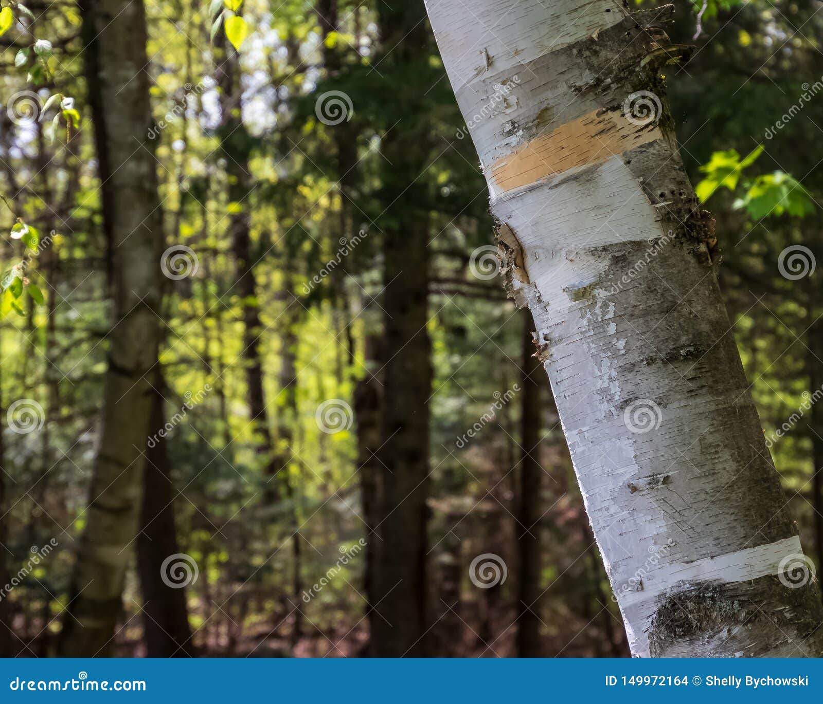 Slanted Birch Tree in Foreground of Northwoods Forest Stock Photo ...