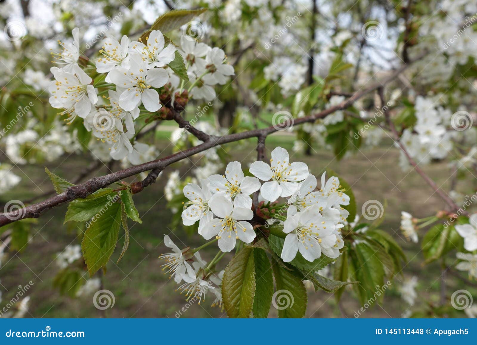 Slanted Branch of Blossoming Cherry in Spring Stock Photo - Image of ...
