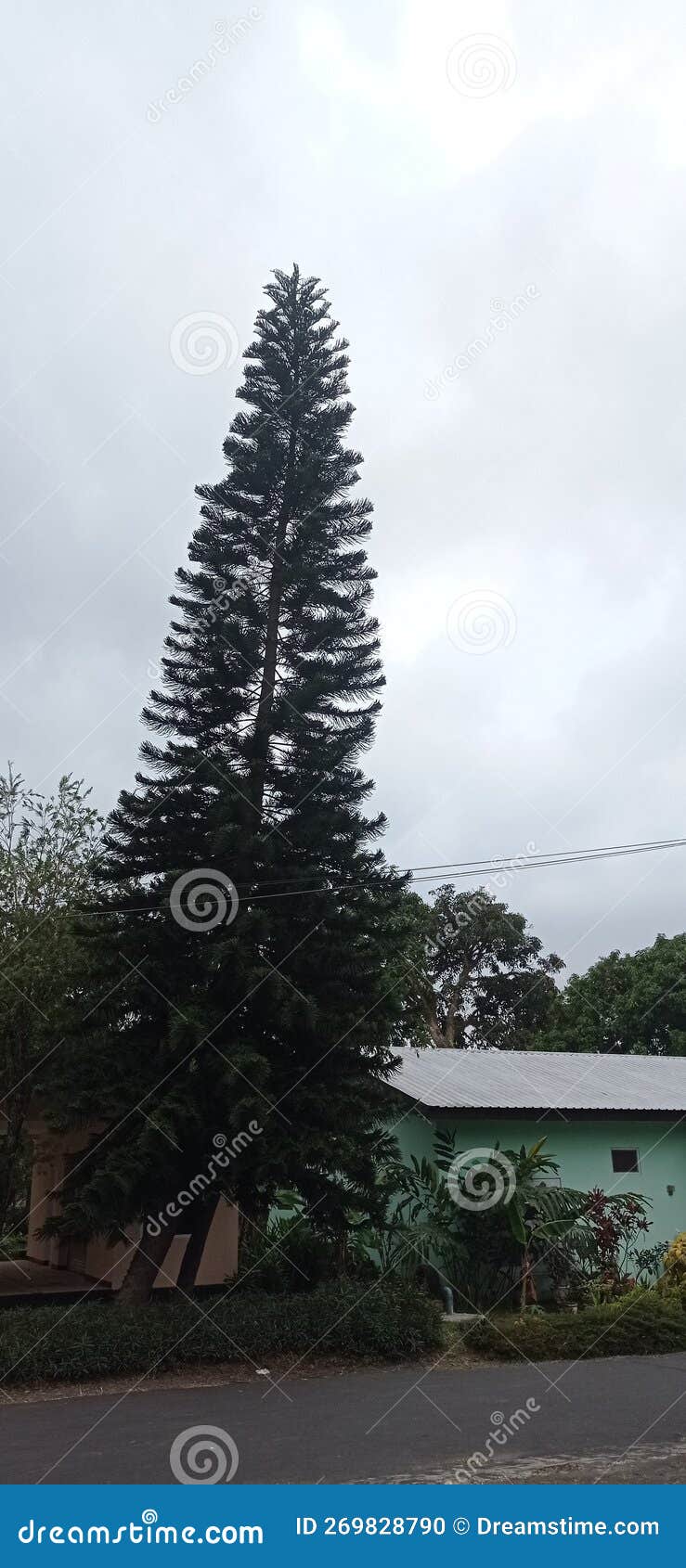 Slanted Cypress Tree Stock Photos - Free & Royalty-Free Stock Photos ...