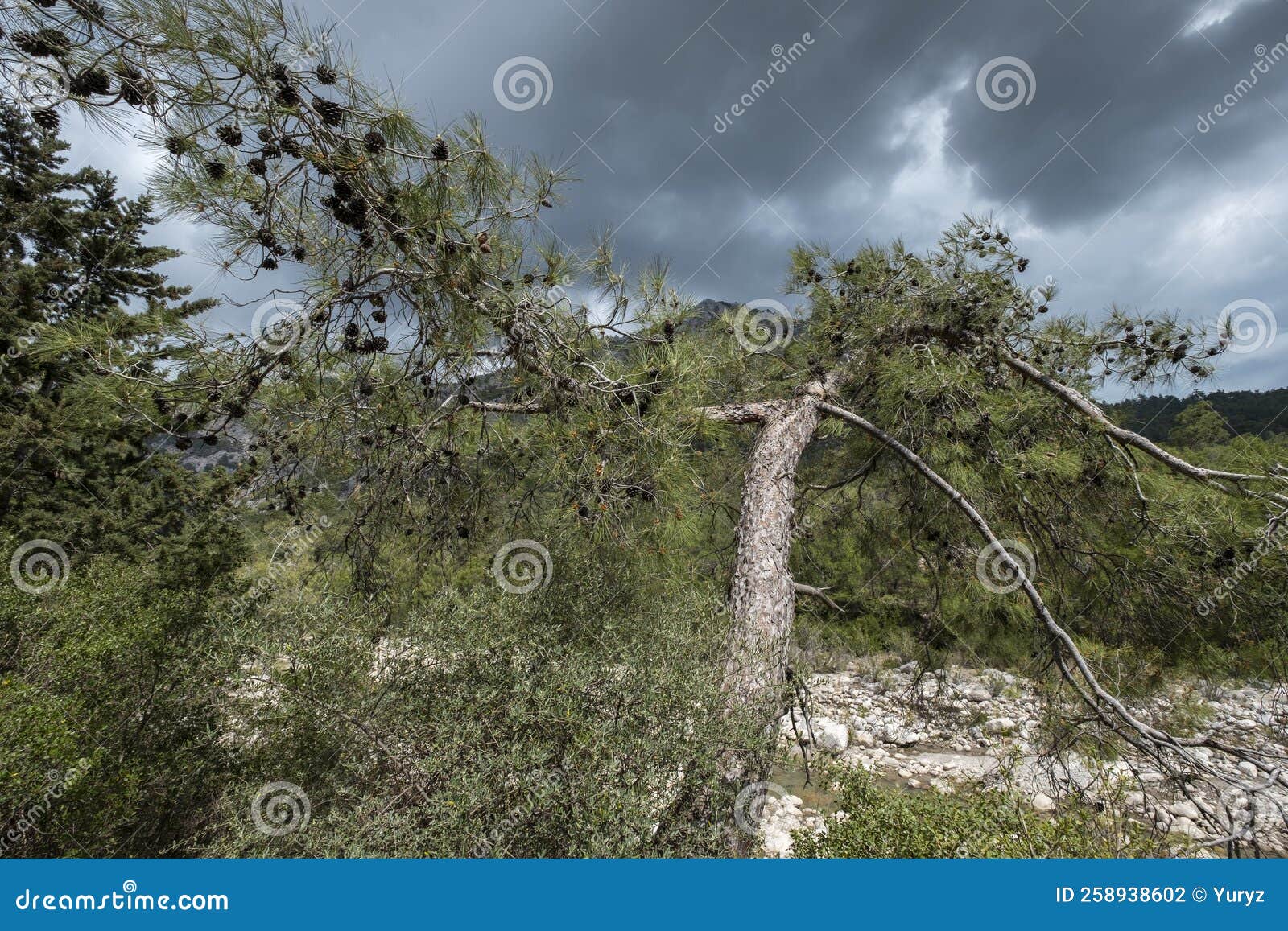 Slanted pine tree stock photo. Image of green, forest - 258938602