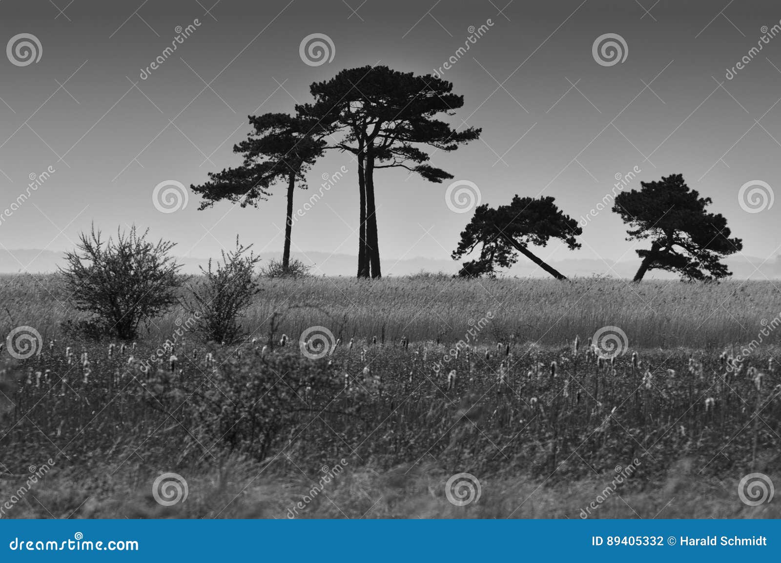 Slanted Pine Trees in a Field Stock Photo - Image of field, death: 89405332
