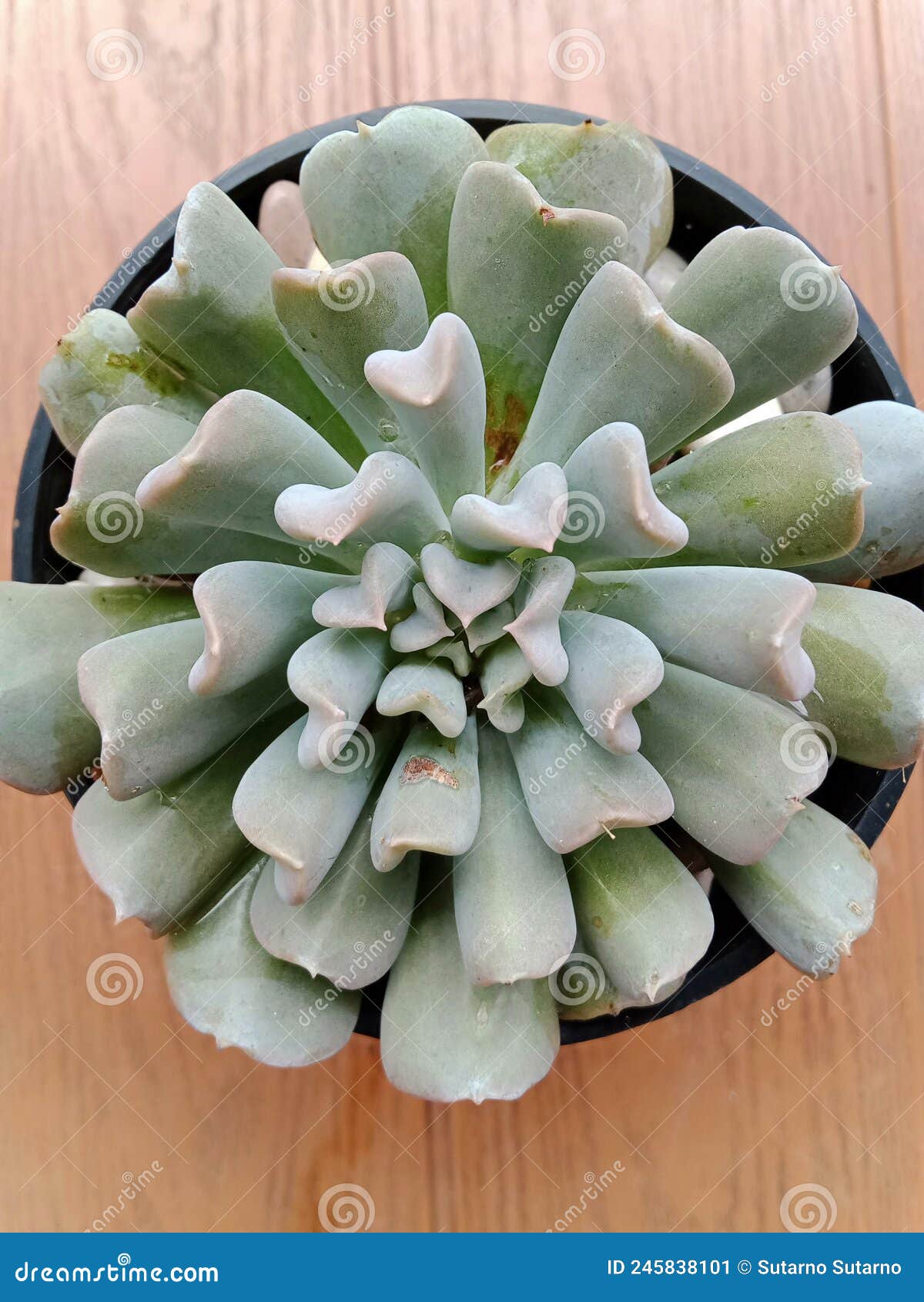 Slanted plant photo stock image. Image of fruit, green - 245838101