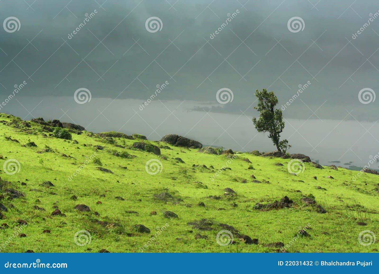 Slanted tree stock photo. Image of clouds, rocks, layers - 22031432