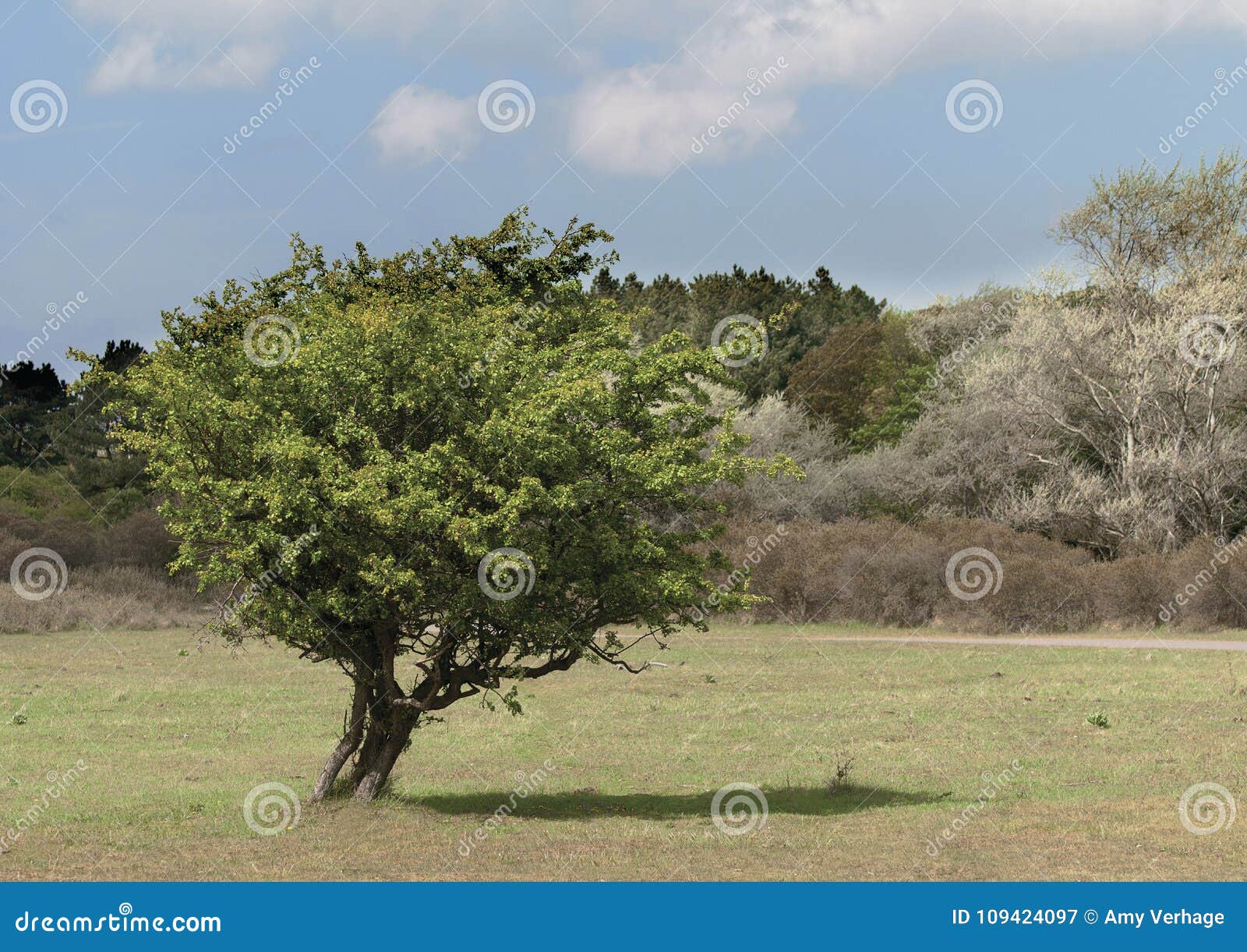 Skew Tree Standing in the Forest Stock Image - Image of wallpaper ...