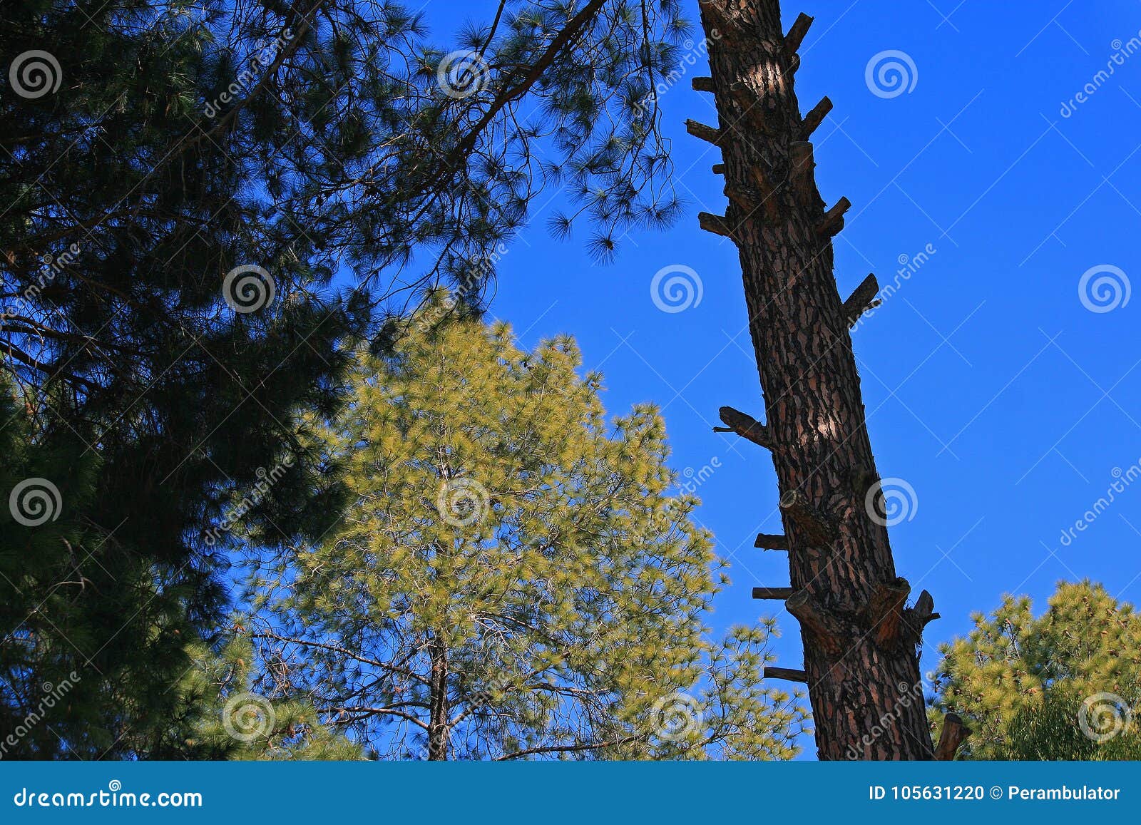 Slanted trunk of pine tree stock photo. Image of leaves - 105631220