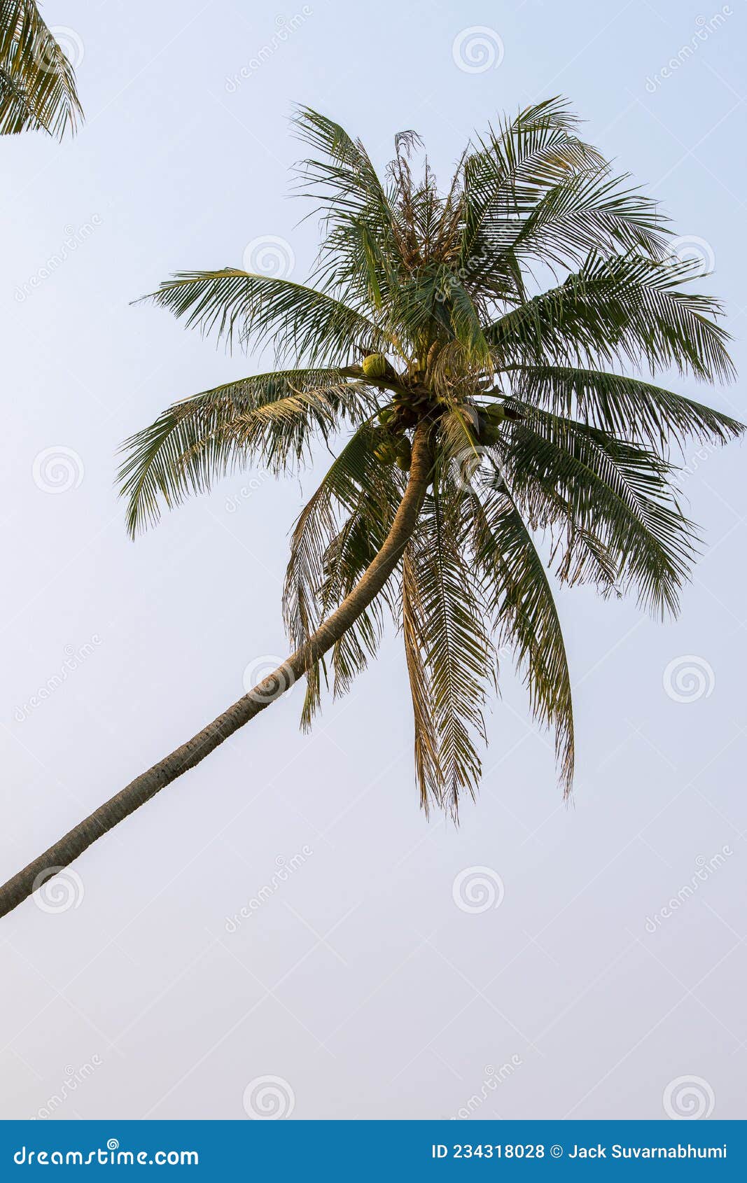 Slanting Coconut Tree on a White Background Stock Photo - Image of ...