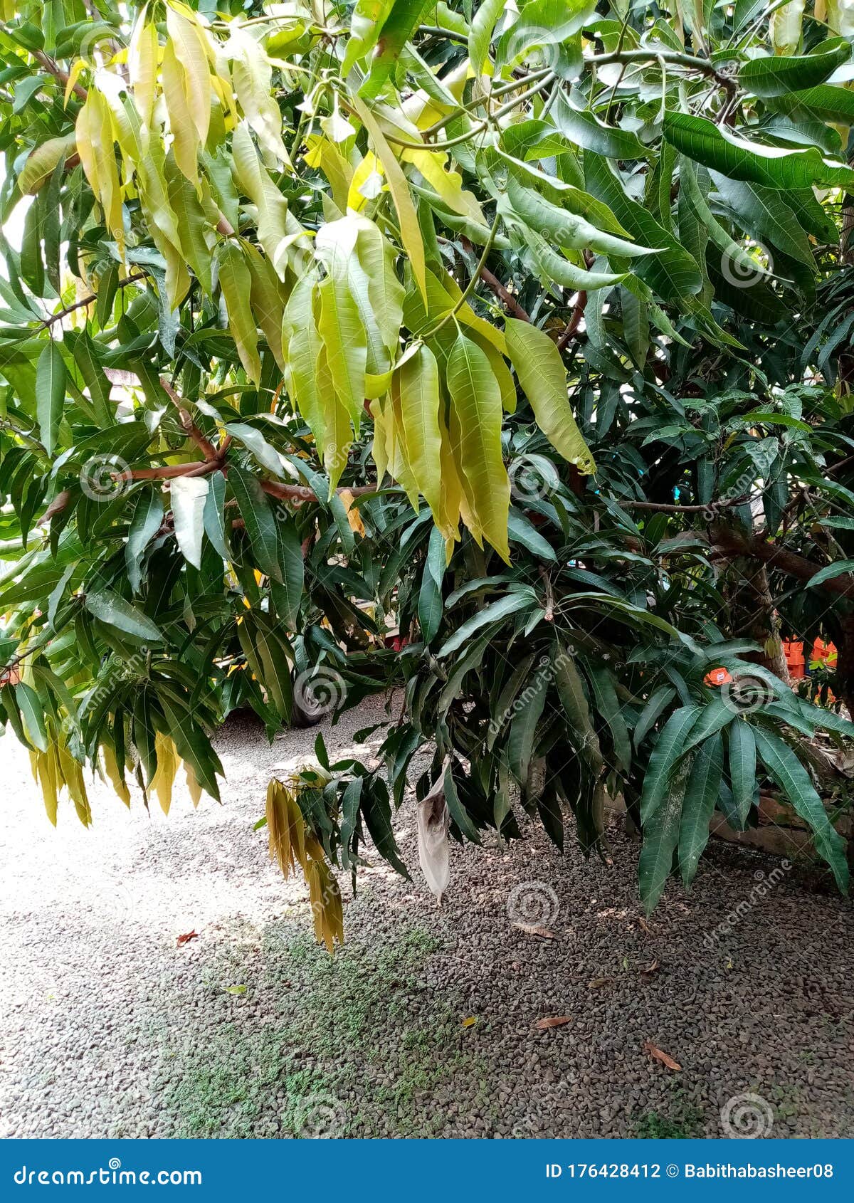 A Slanting Mango Tree Ready To Ripe Stock Photo - Image of slanting ...