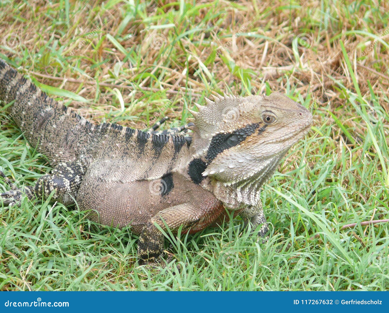 Slanting and Part View from Above of a Large Lizard Stock Photo - Image ...