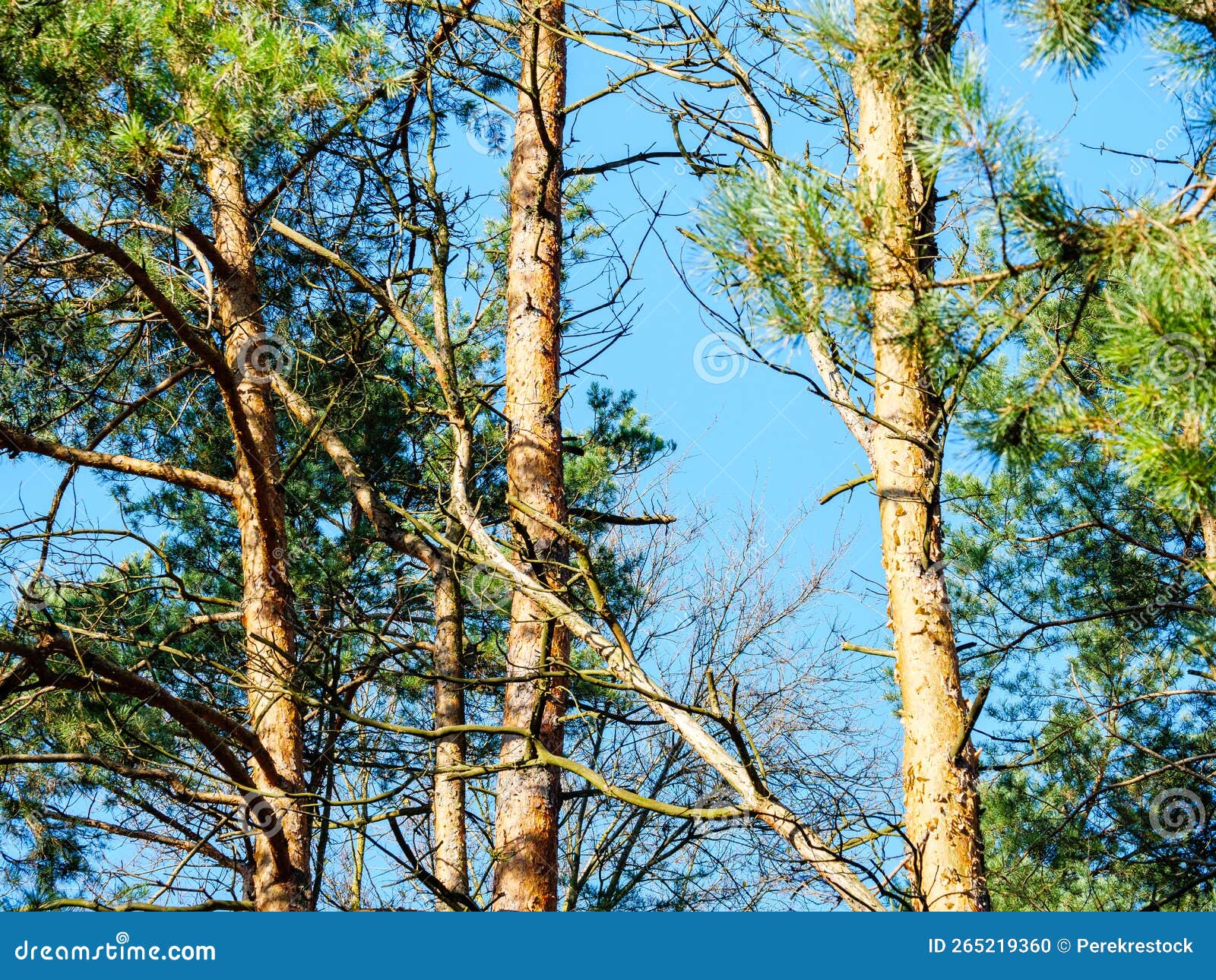 Slanting Pine Tree among the Trunks of Conifers Stock Photo - Image of ...
