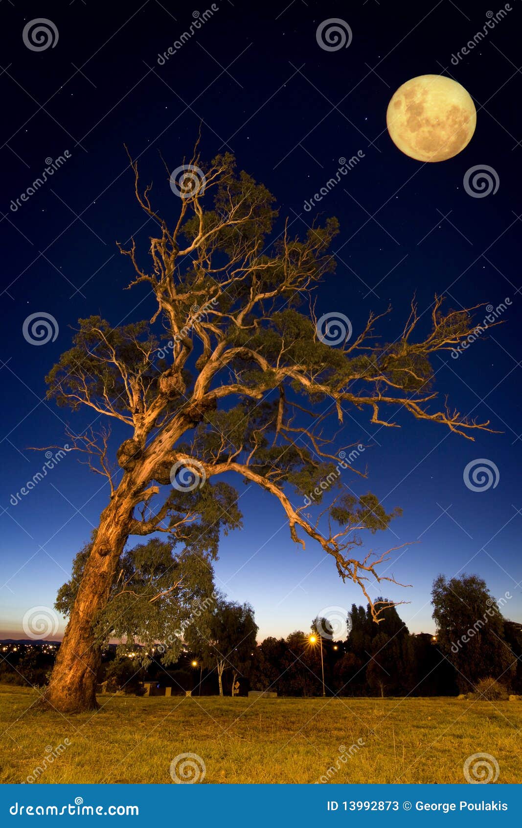 Slanting tree stock image. Image of grass, stars, atmosphere - 13992873