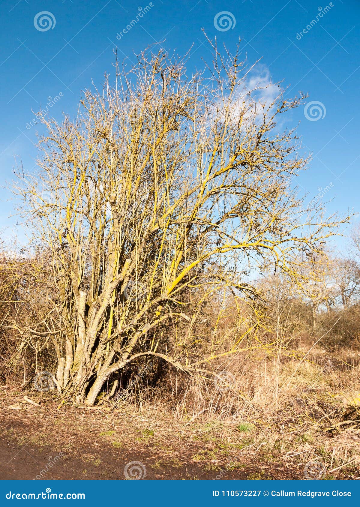 Slanting Tree Bare Branches Summer Spring Blue Sky Outside Stock Image ...