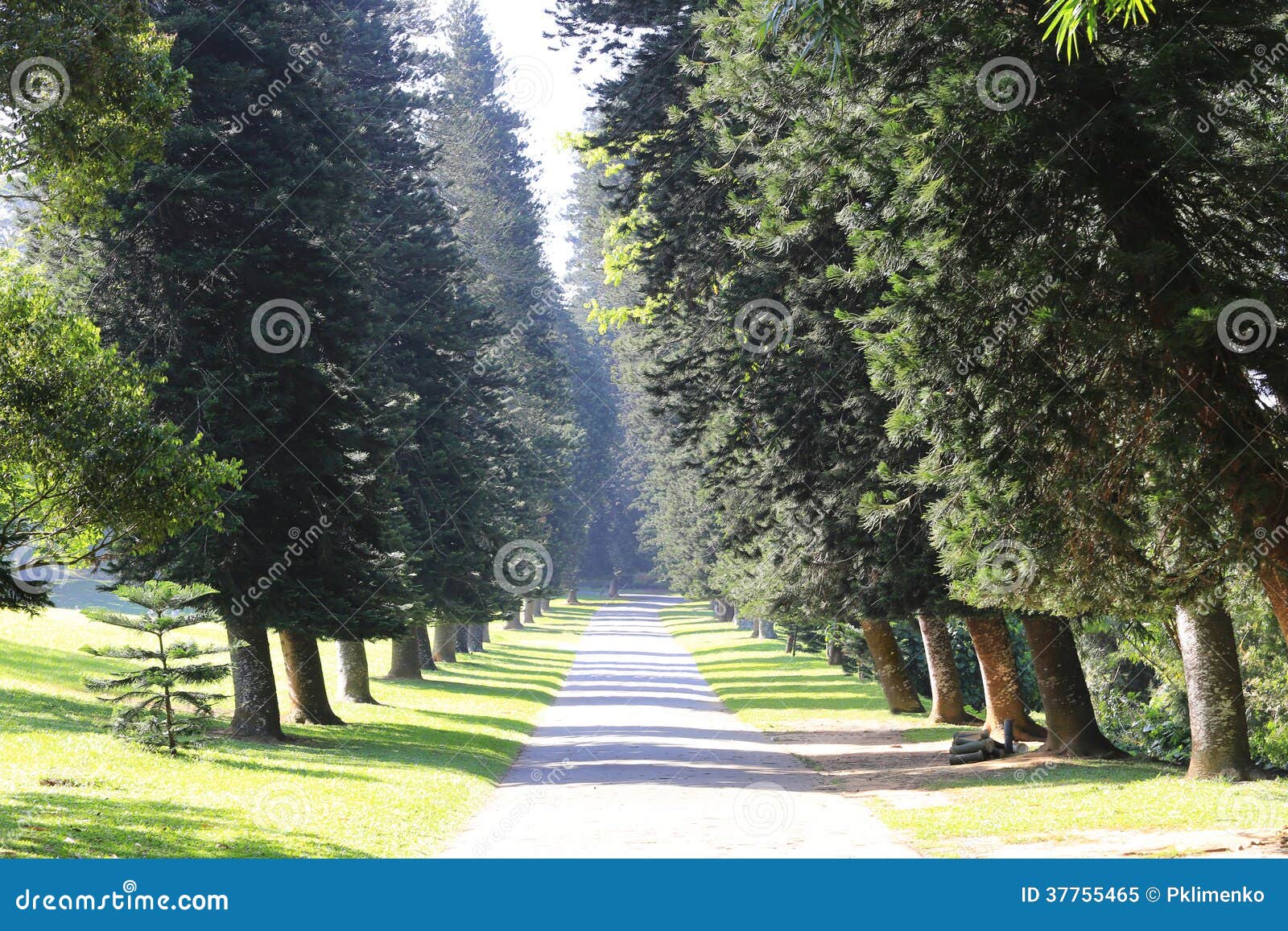 Slanting trees in park stock image. Image of summer, beauty - 37755465