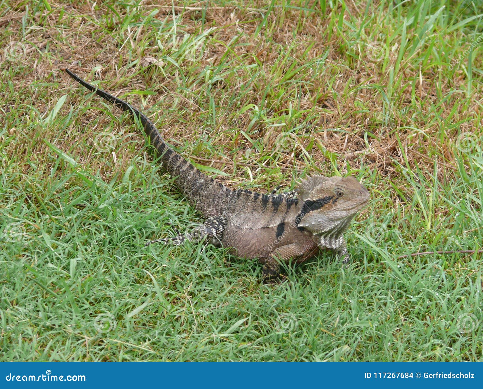 Slanting View from Above and the Front of a Large Lizard Stock Photo ...
