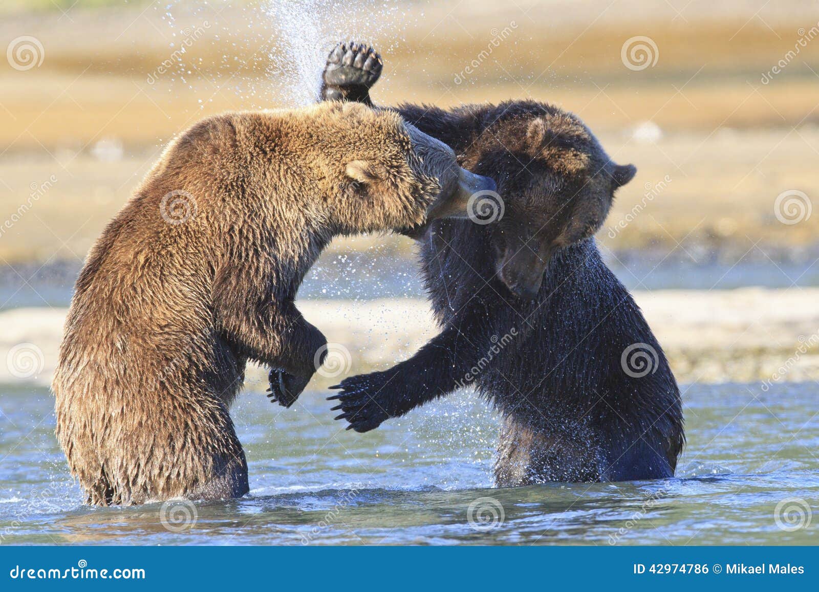 Slap upside your head stock photo. Image of boars, lethal - 42974786