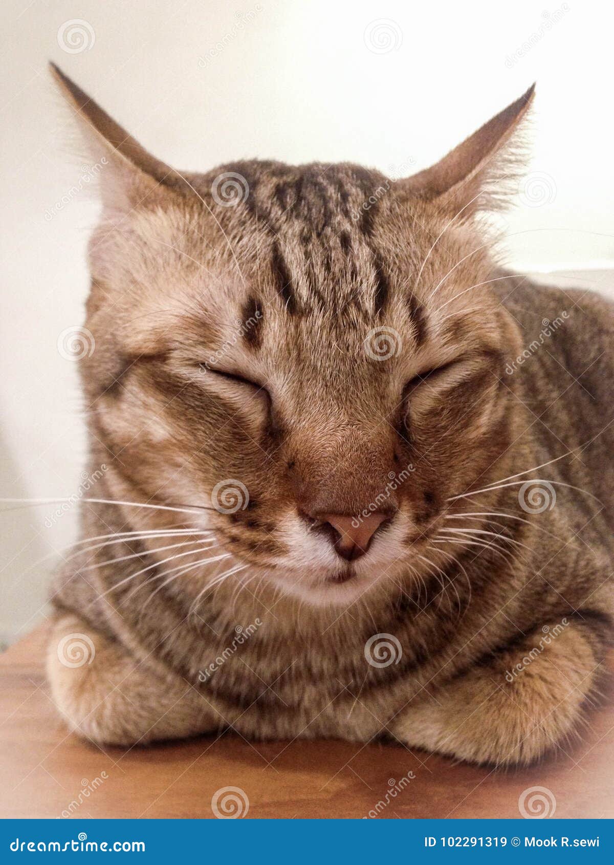 Slapende kat stock afbeelding. Image of huisdier, versmald - 102291319