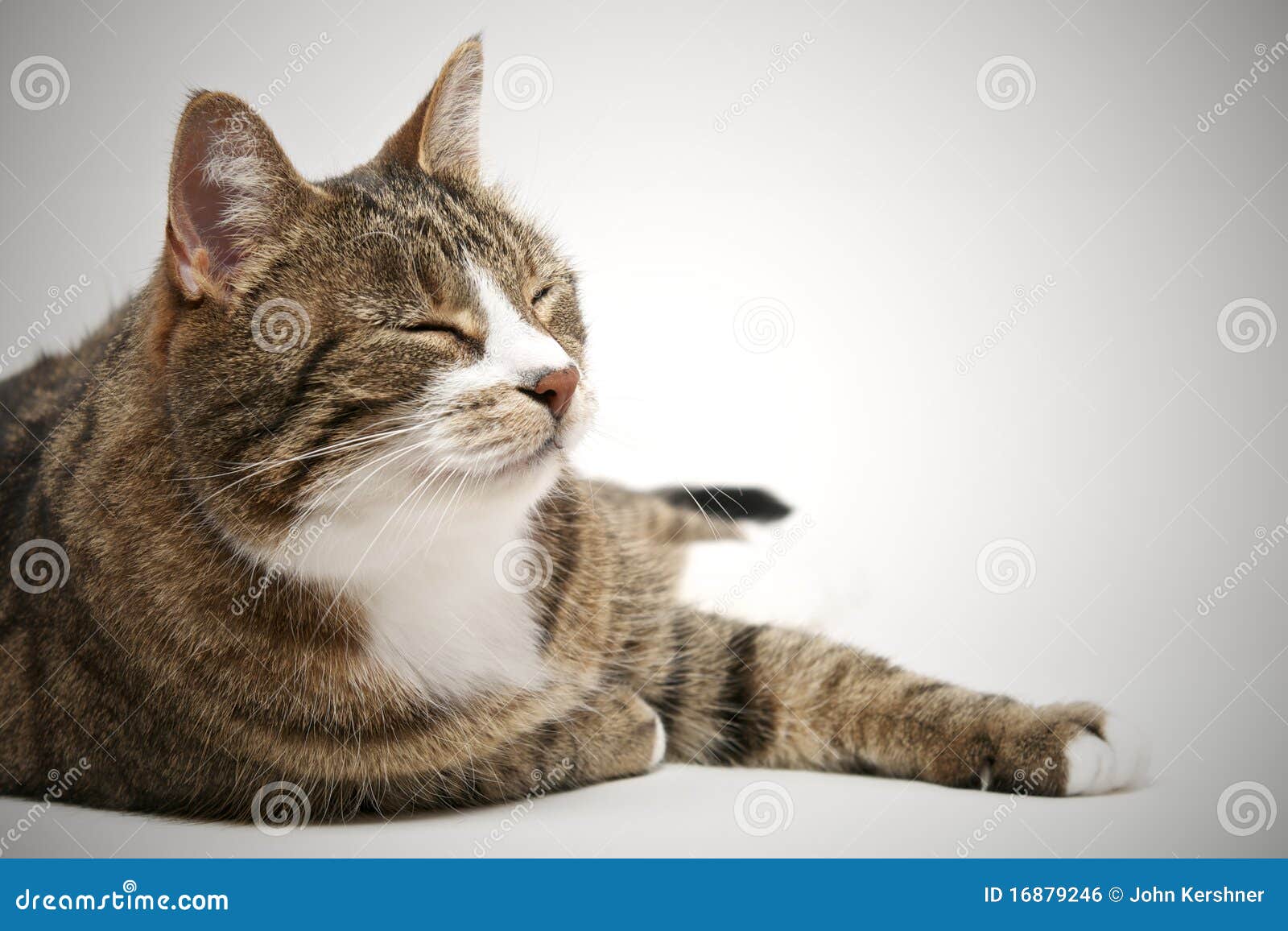 Slapende Kat stock foto. Image of gezicht, vergrijzing - 16879246