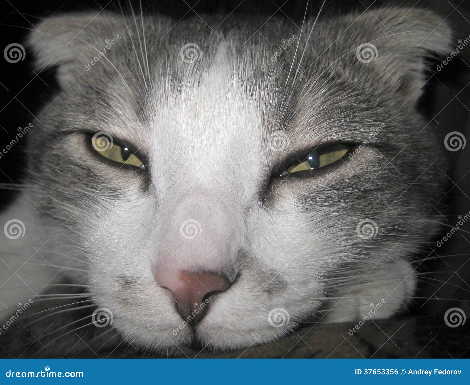 Slapende kat stock foto. Image of slaap, snor, haar, neus - 37653356