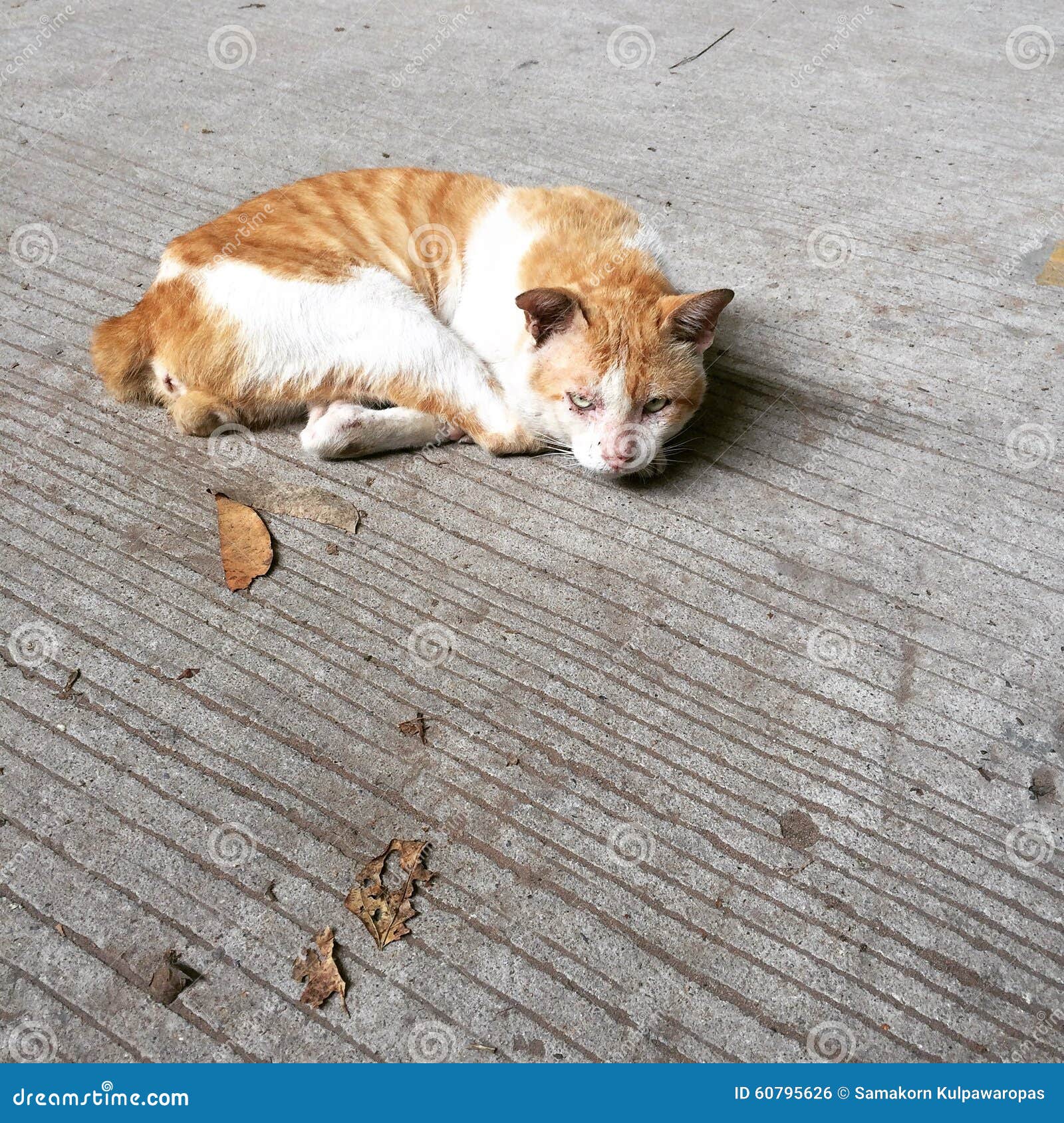 Slapende kat stock foto. Image of versmald, isoleer, katachtig - 60795626