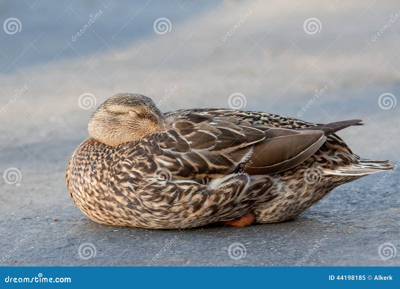 Slapende wilde eendeend stock afbeelding. Image of slaap - 44198185