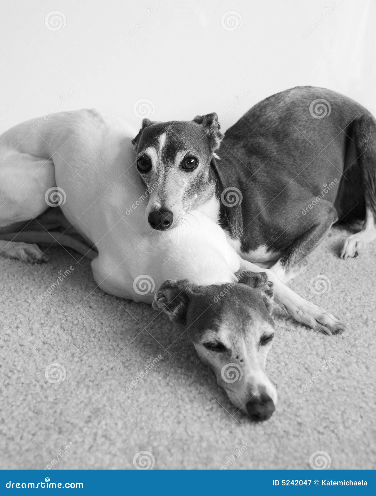 Slapende Windhonden stock afbeelding. Image of italiaans - 5242047