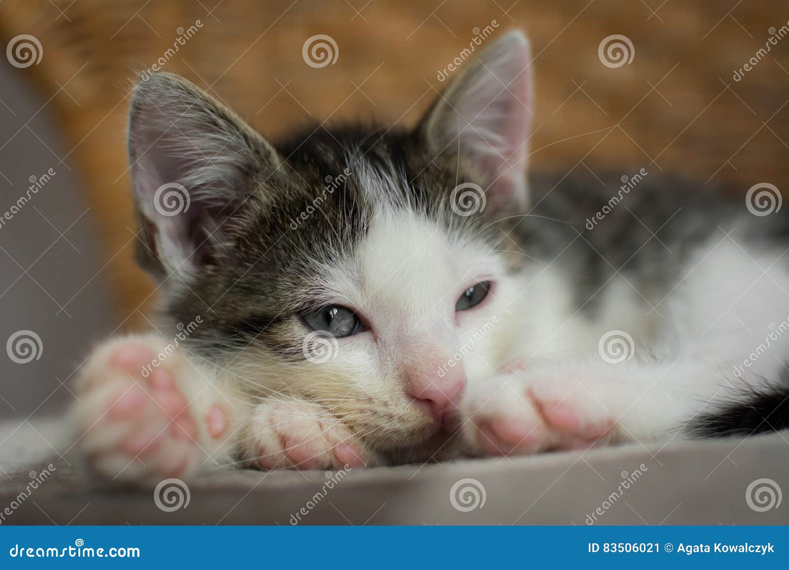 Slaperig Katje Op Rieten Stoel Stock Afbeelding - Image of gestreept ...