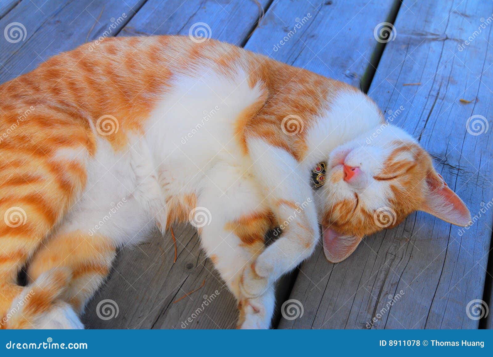 Slaperige kat stock foto. Image of vlek, hout, been, kromme - 8911078