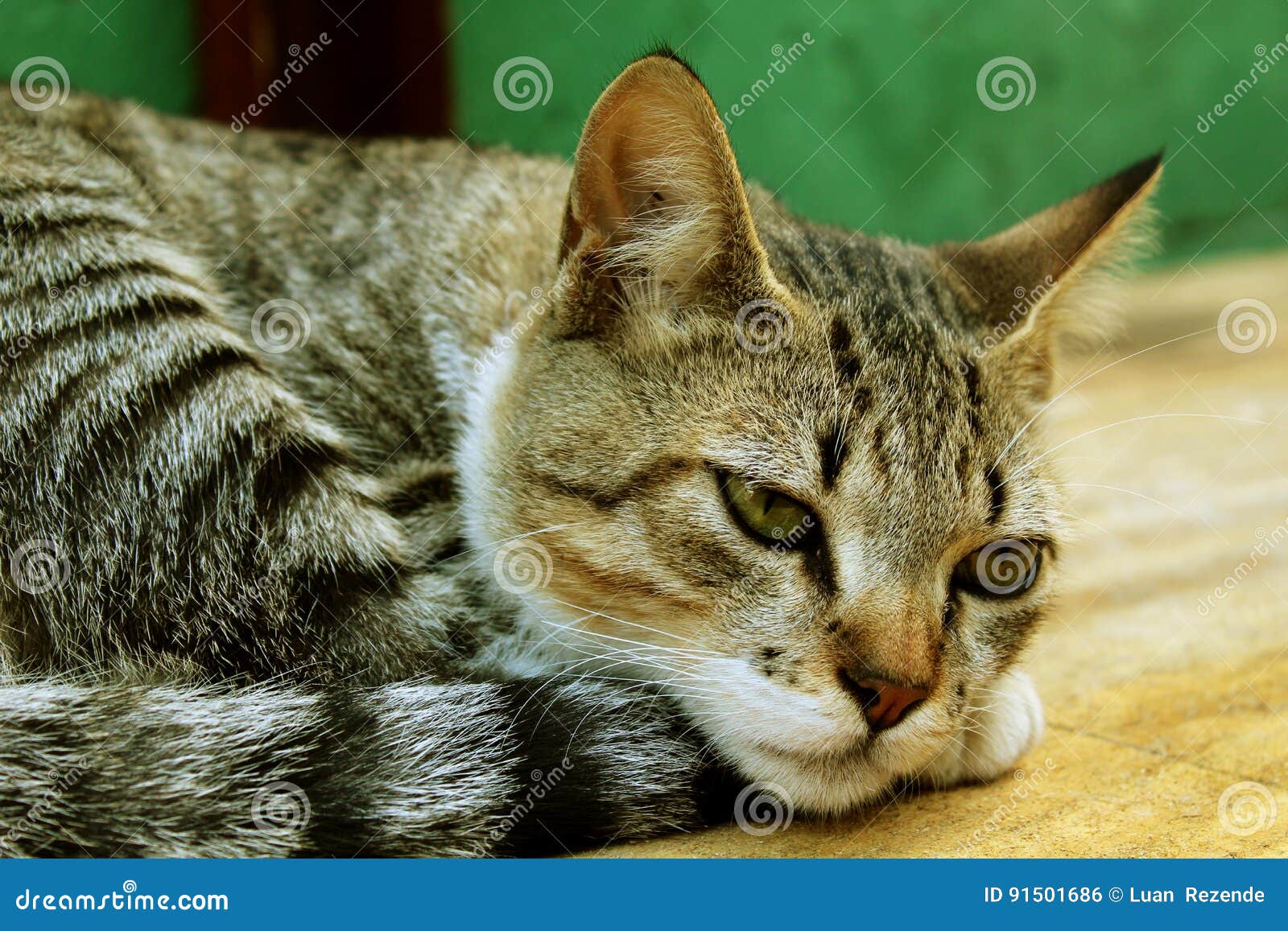 Slaperige Kat Die, Mooi Katje Rusten Stock Foto - Image of katachtig ...