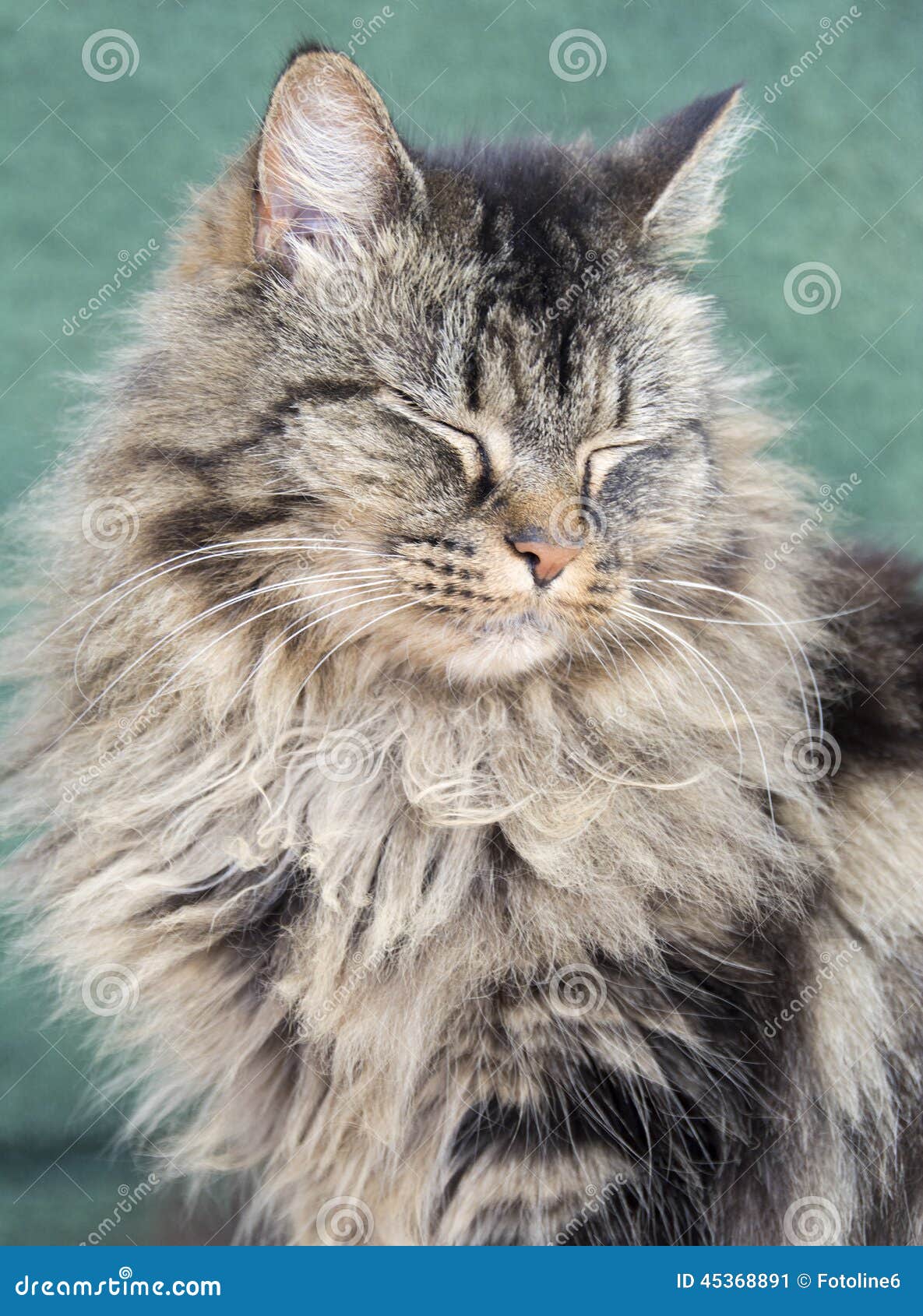 Slaperige Noorse boskat stock afbeelding. Image of portret - 45368891