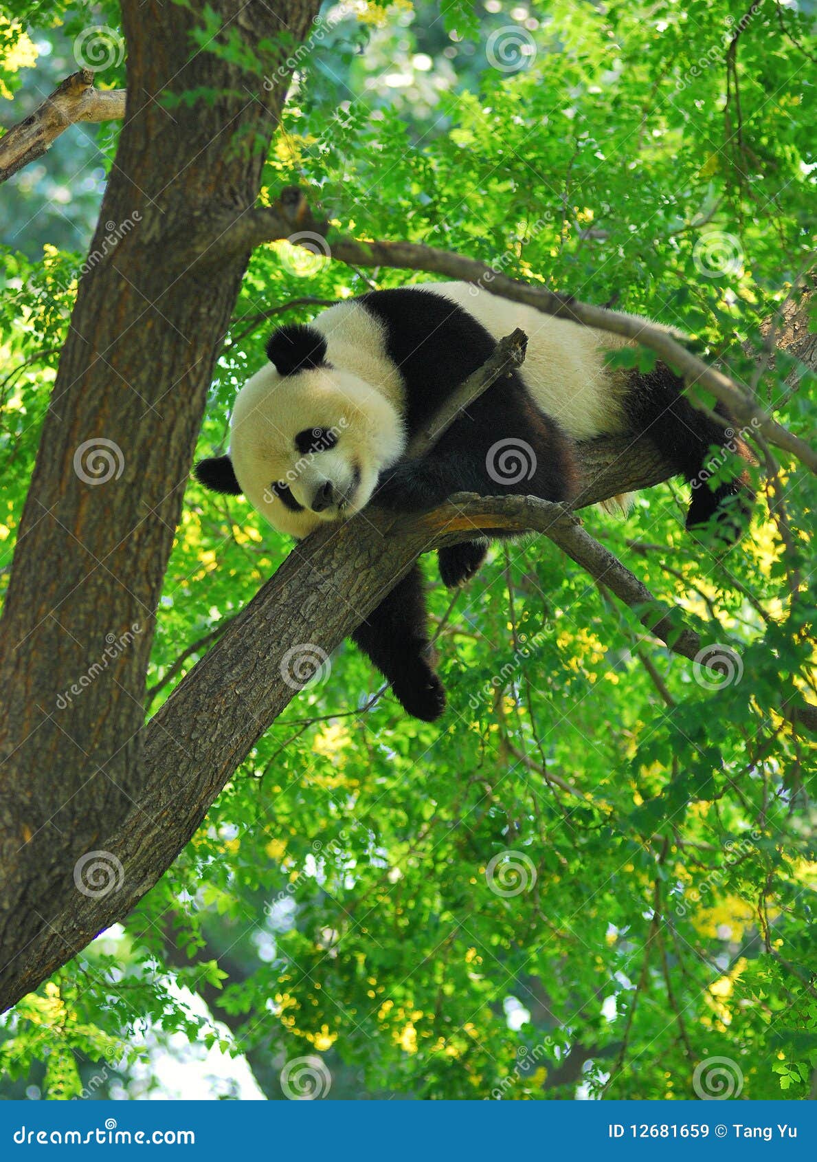 Slaperige Panda op de boom stock afbeelding. Image of interessant ...