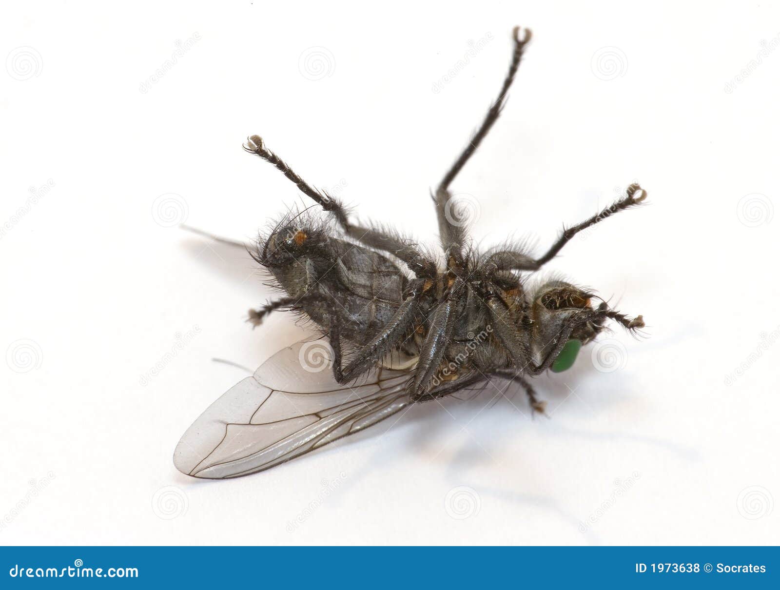 Slaperige Vlieg (macro Van Insect) Stock Foto - Image of fauna ...