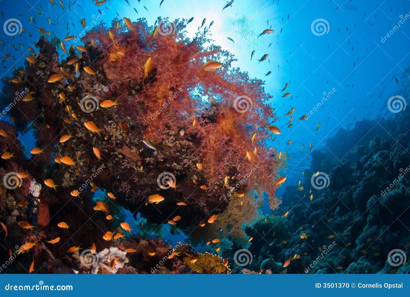 Slapp korall arkivfoto. Bild av egypten, tropiskt, korall - 3501370