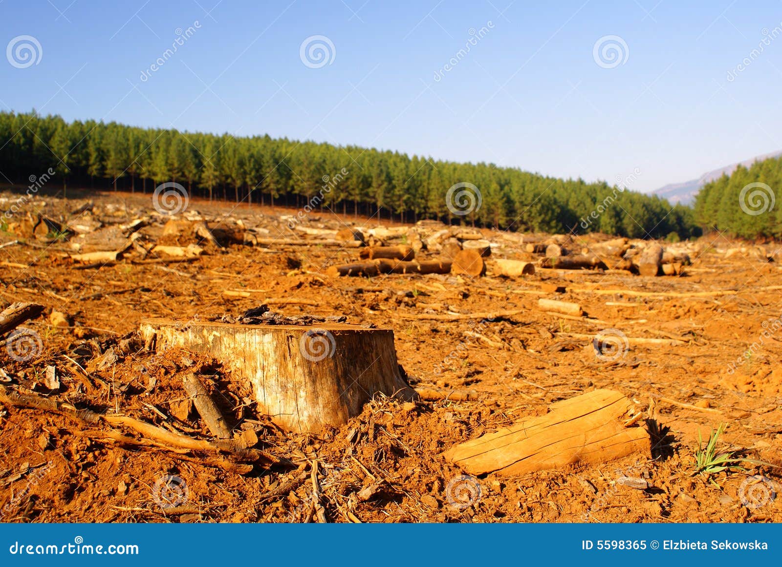 Slash stock image. Image of nature, slash, debris, harvest - 5598365
