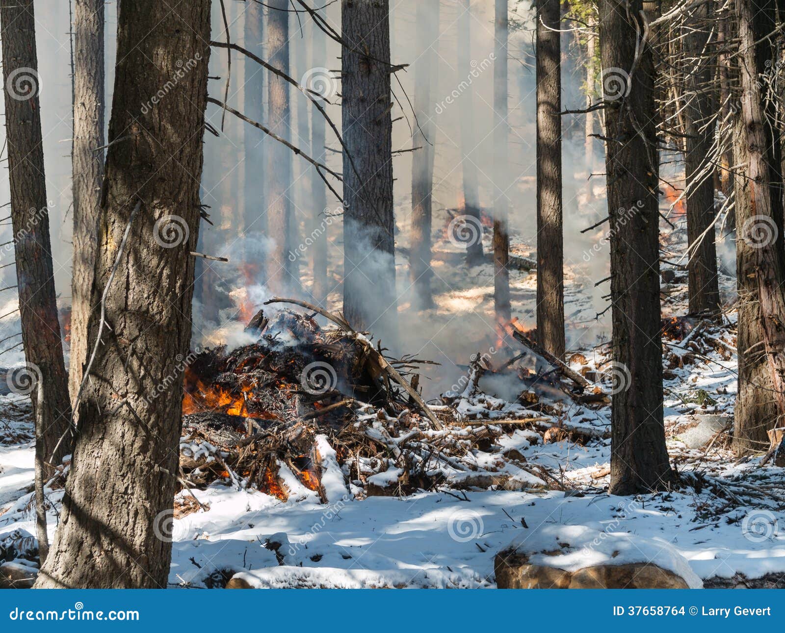 Slash Burn Fire, Tahoe National Forest Stock Photo - Image of control ...
