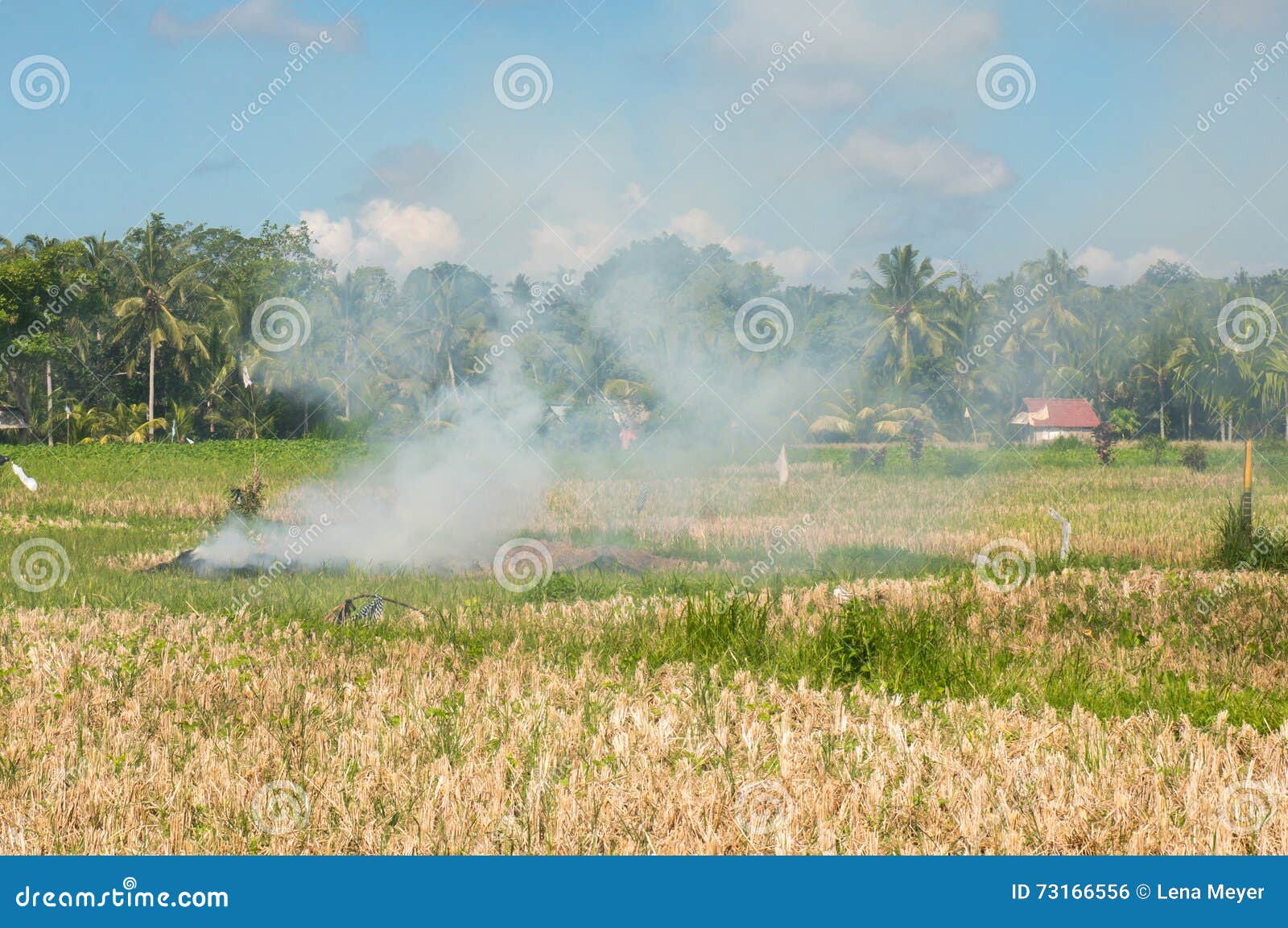 Slash and Burn on a Ricefield Stock Photo - Image of rice, nature: 73166556