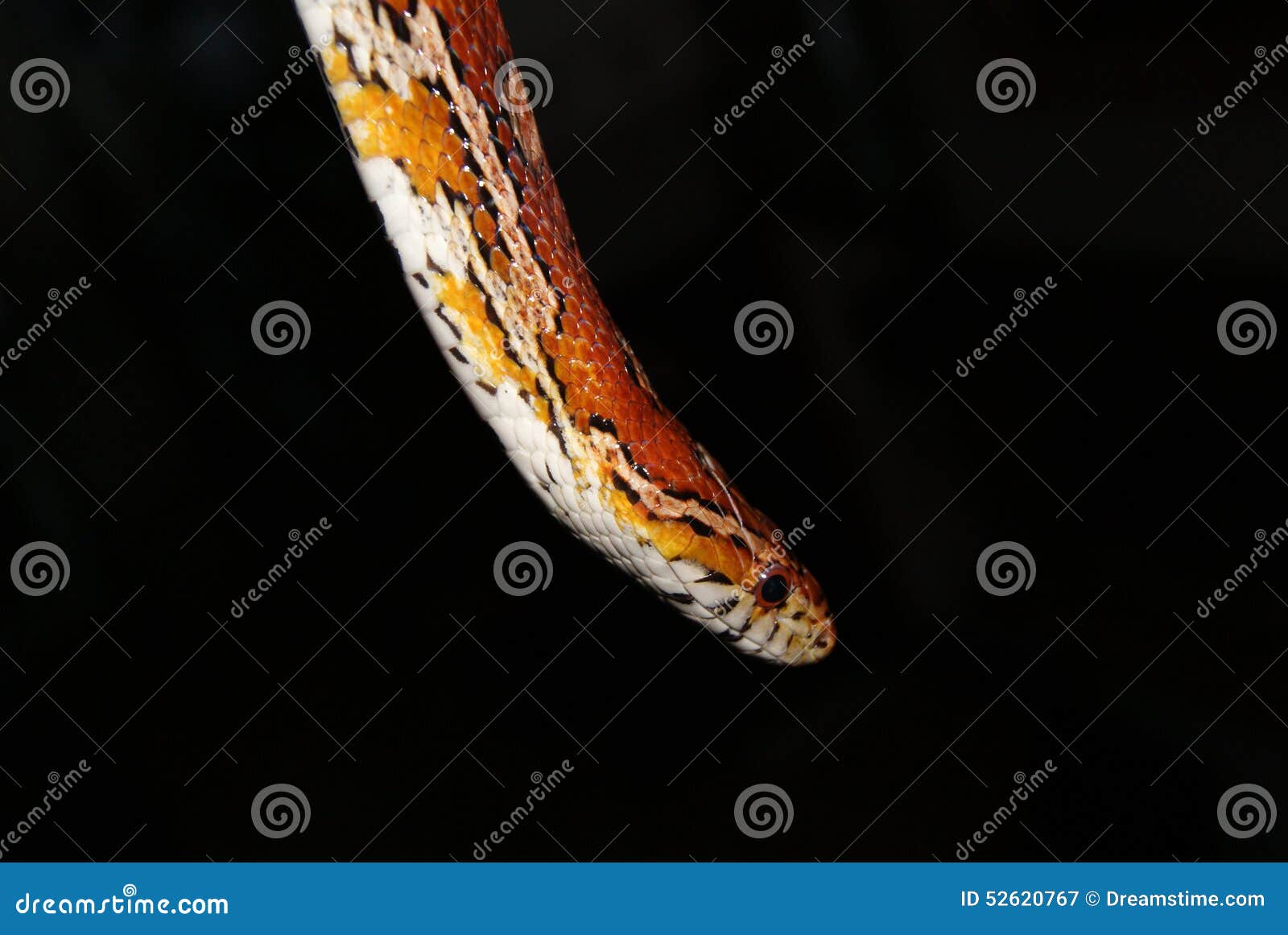 Slash my corn snake stock image. Image of colouration - 52620767