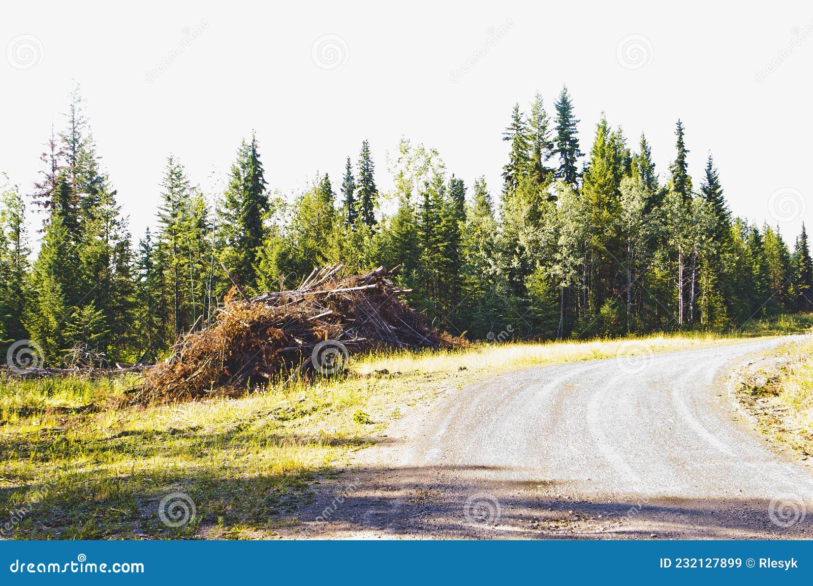 Slash Piles Along a Logging Roadside Stock Image - Image of cutting ...