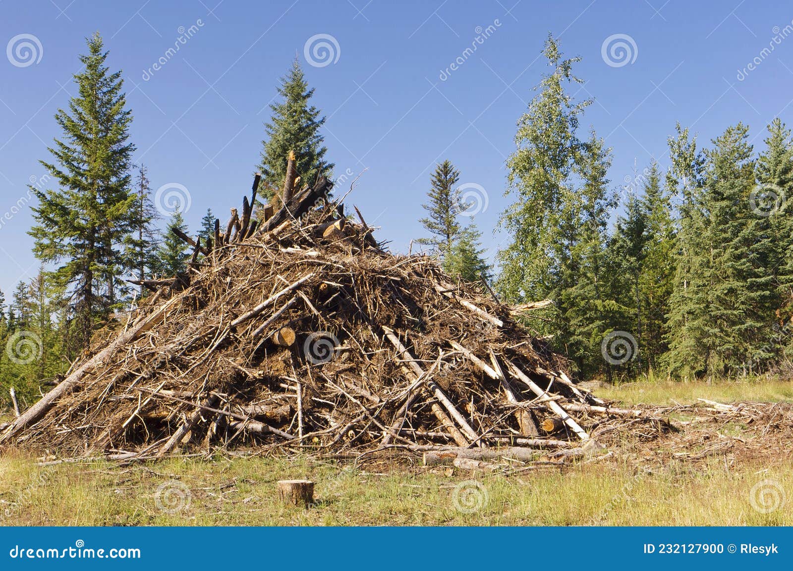 Slash Piles of Cleared Trees Stock Photo - Image of branches, fire ...