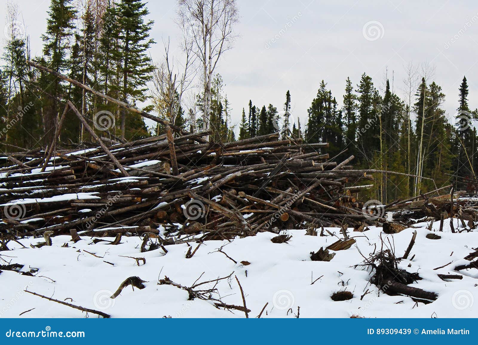 Slash Piles Left after Clear Cutting Stock Image - Image of compliance ...