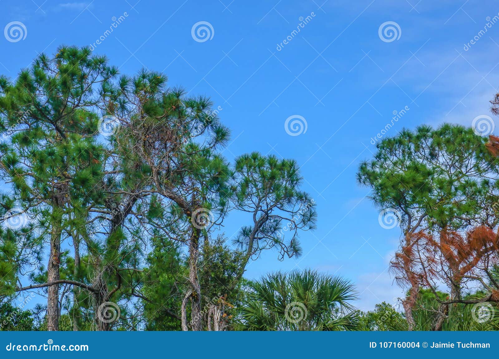 Slash Pine Trees in the Autumn Stock Photo - Image of conservation ...