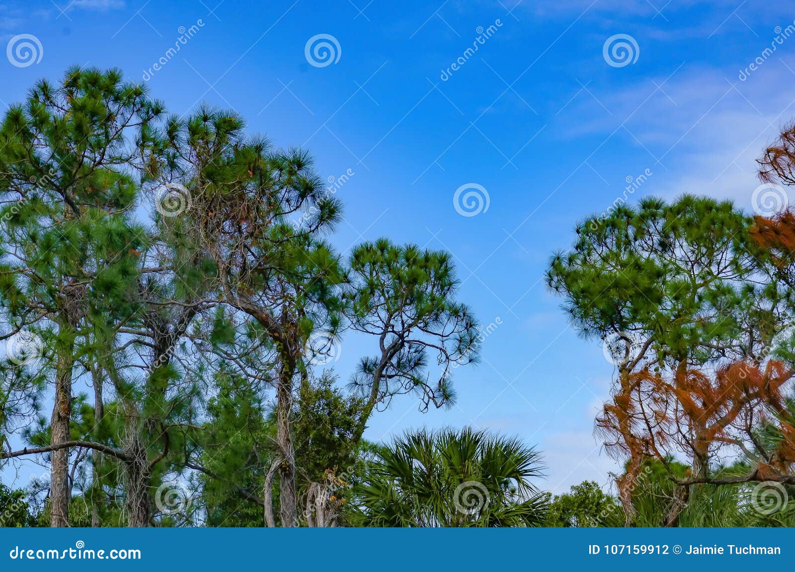 Slash Pine Trees in the Autumn Stock Photo - Image of conservation ...