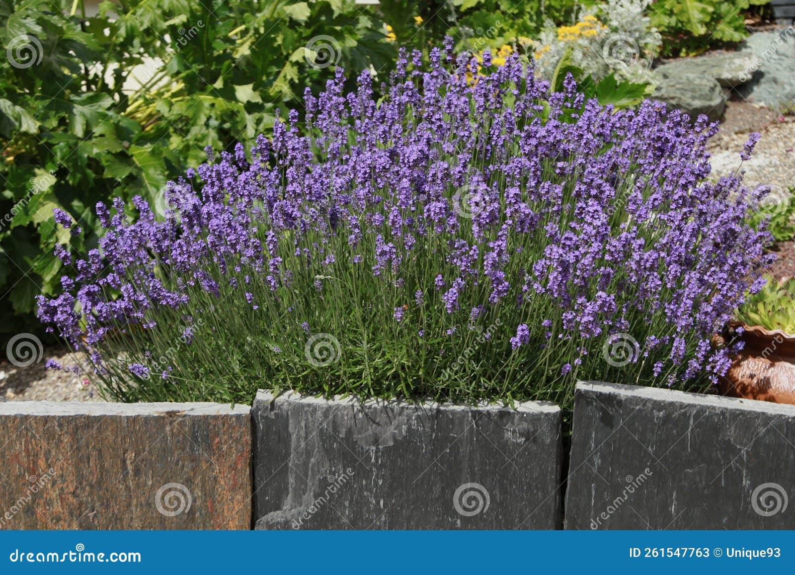 Slate Panels at the Edge of a Lavender Flowerbed Stock Image - Image of ...