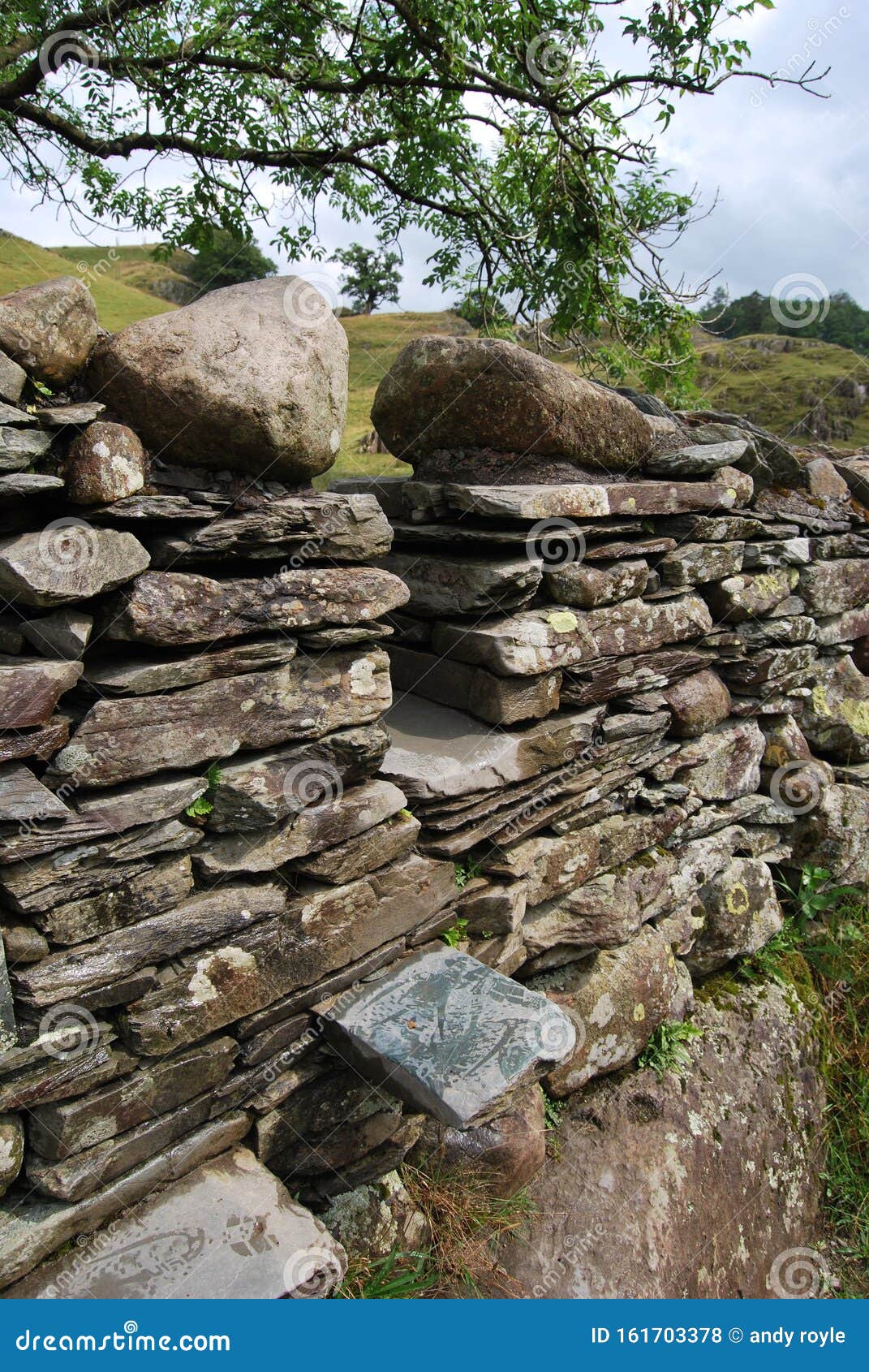 Slate wall step tree green stock photo. Image of wall - 161703378