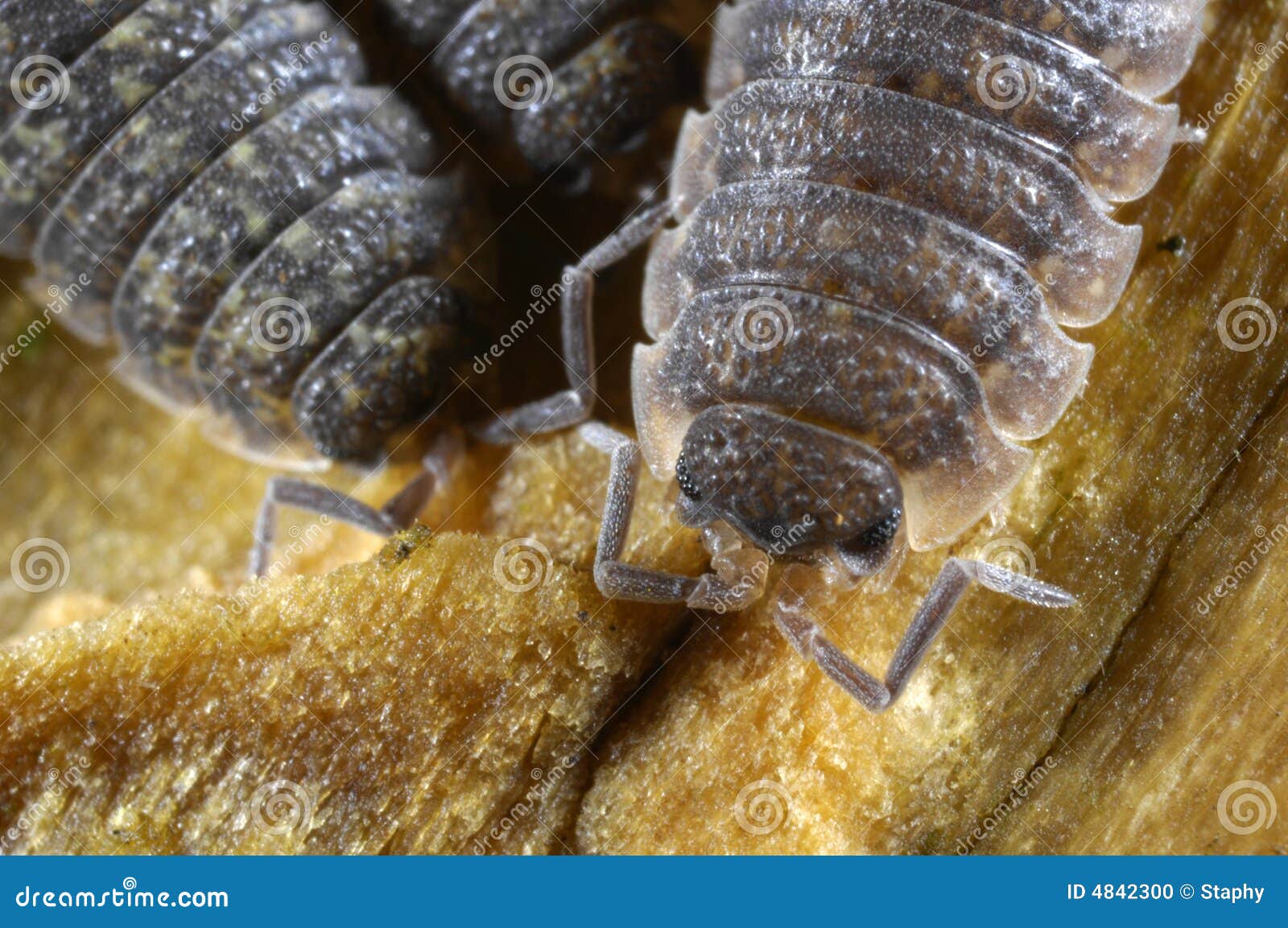 Slater stock photo. Image of macro, close, creepy, portrait - 4842300