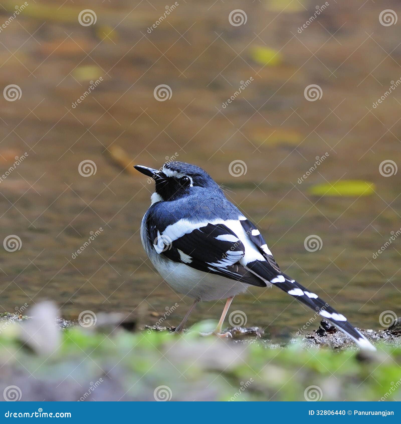 Slaty-backed Forktail stock photo. Image of forest, ground - 32806440