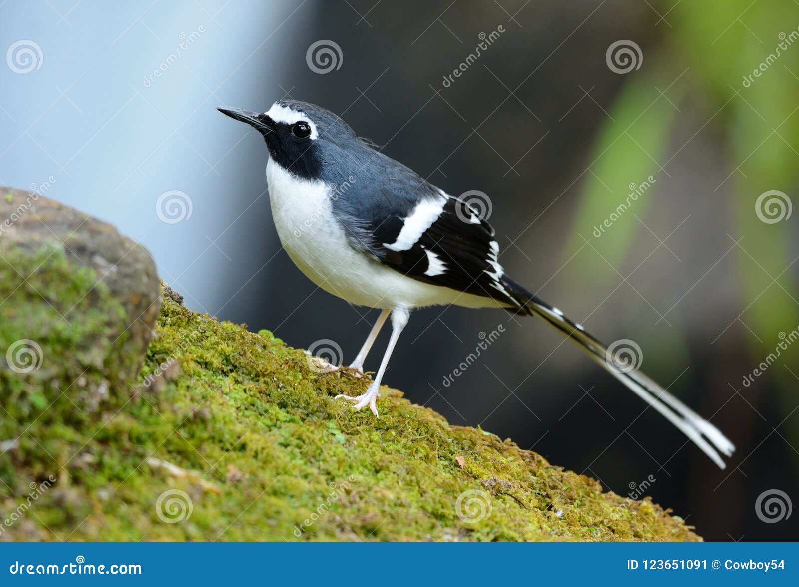 Slaty-backed forktail stock image. Image of fauna, nature - 123651091