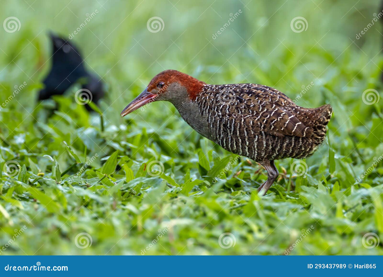 Slaty-breasted Wood Rail Hunting In Creek Royalty-Free Stock Image ...